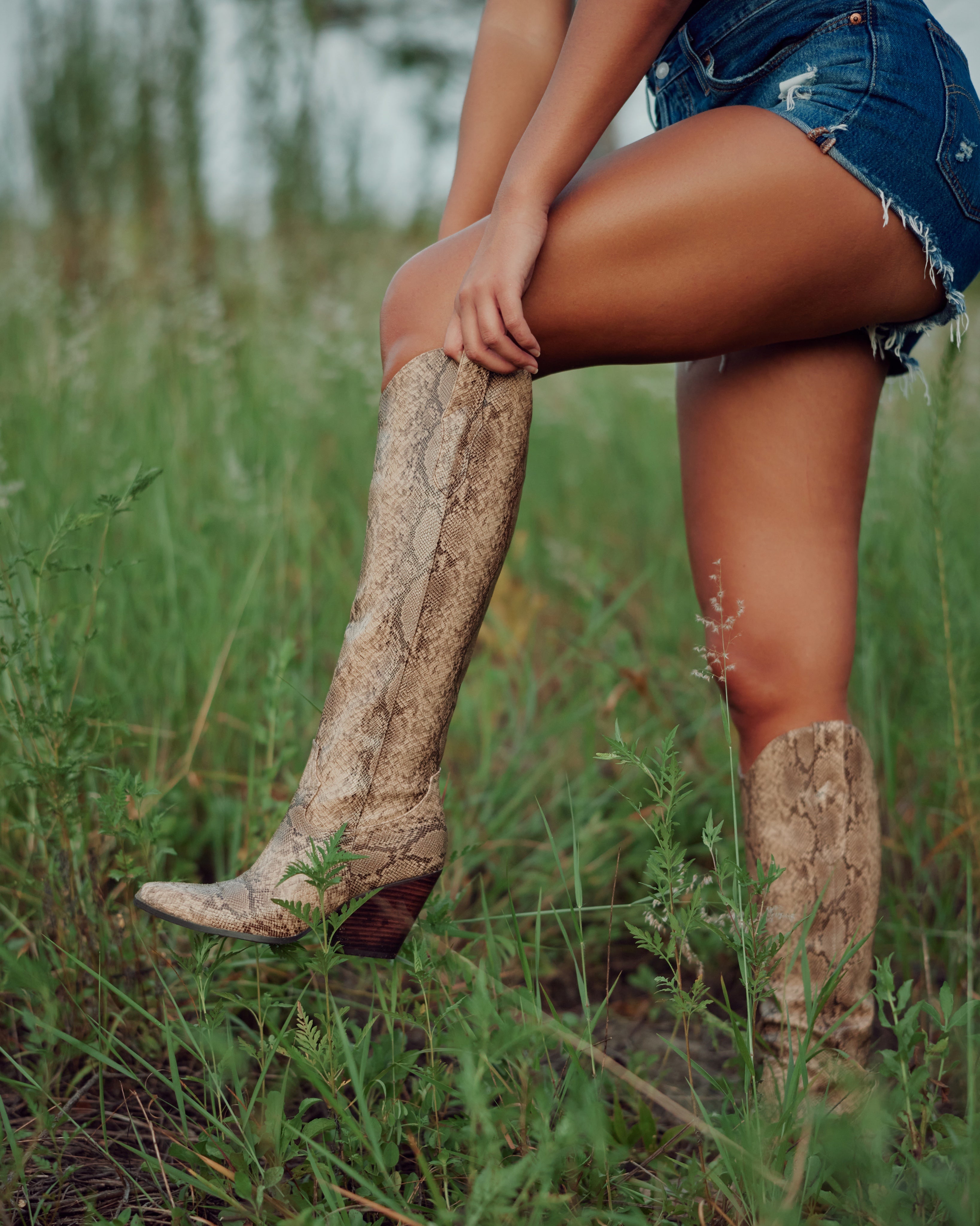 Wild Colt – Wildcolt